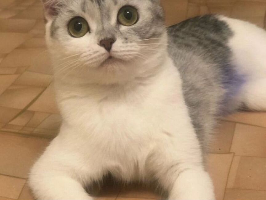 Кошки в добрые руки бесплатно