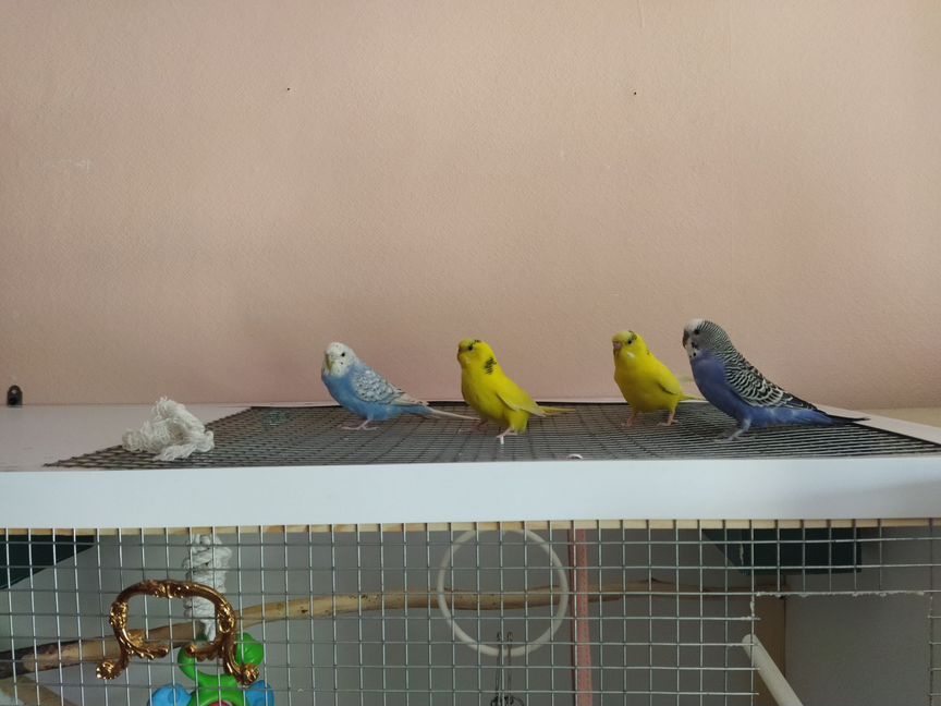 Волнистые попугаи 4