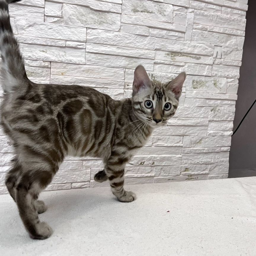 Бенгальские котята