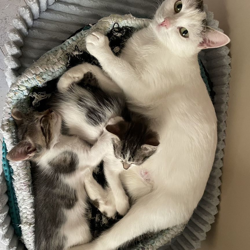 Котята в добрые руки