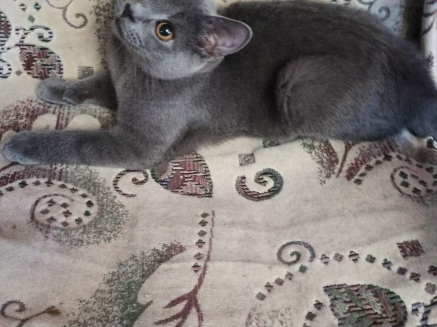 Британский котенок