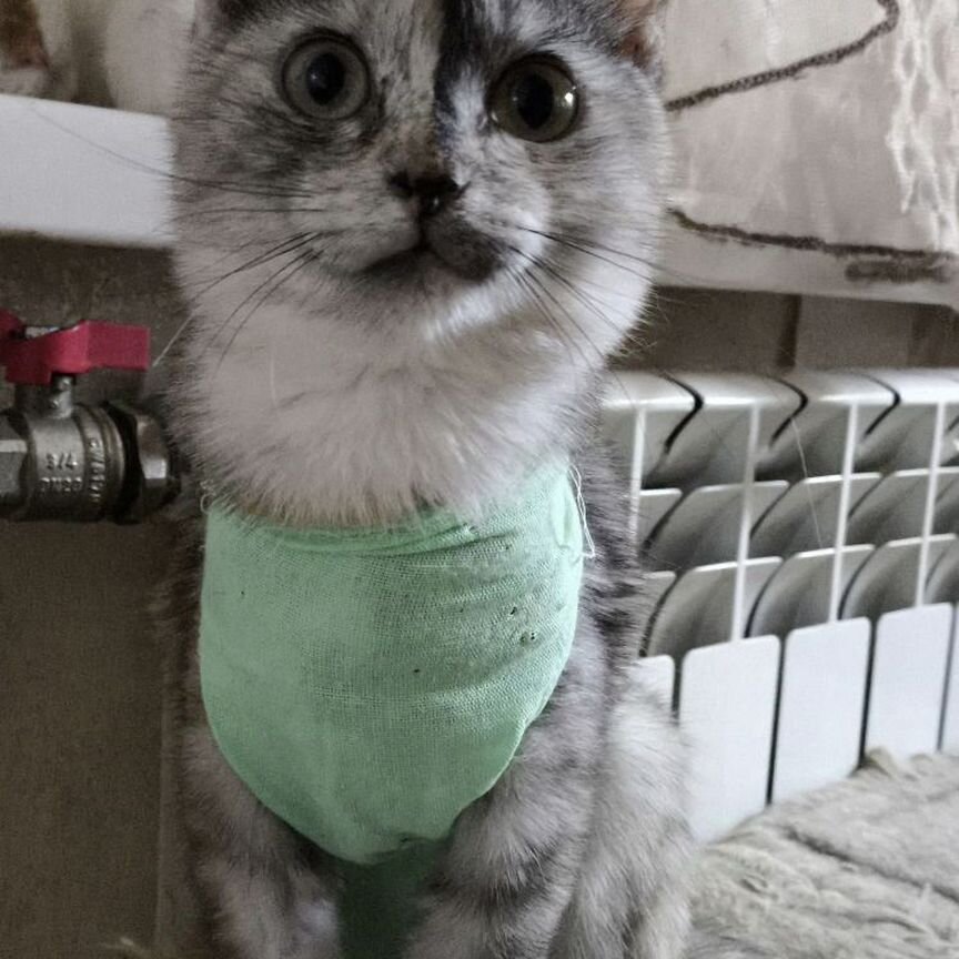 Шотландская девочка 5мес Августа