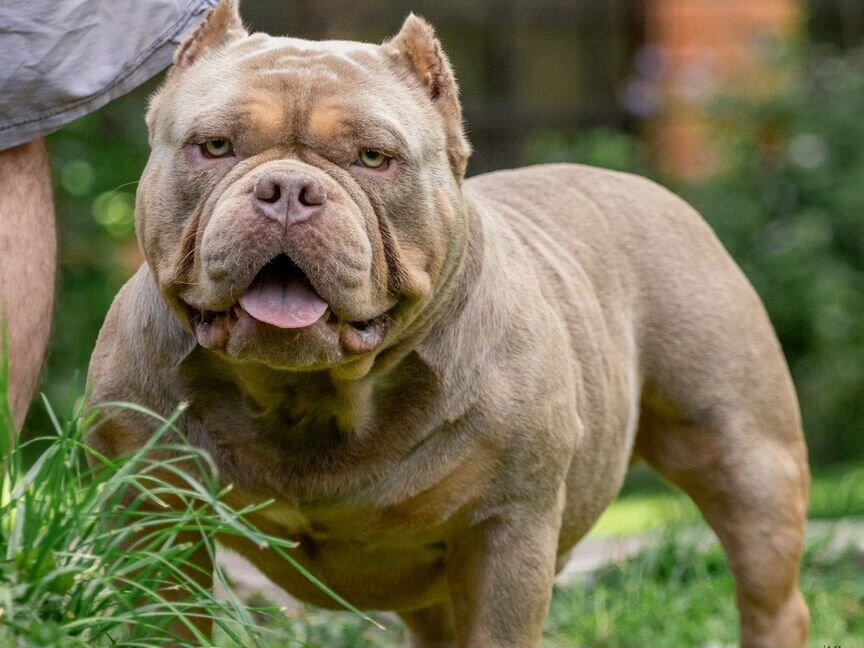 Американский булли вязка лиловый триколор