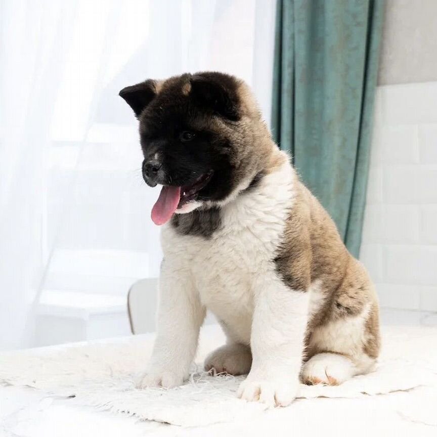 Щенки американской акиты