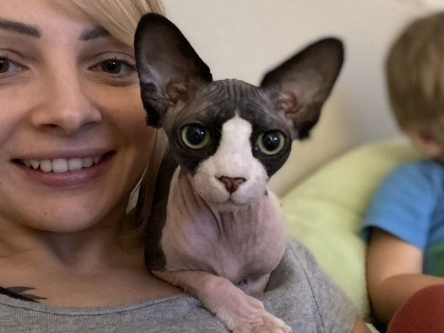 Канадский сфинкс кошка