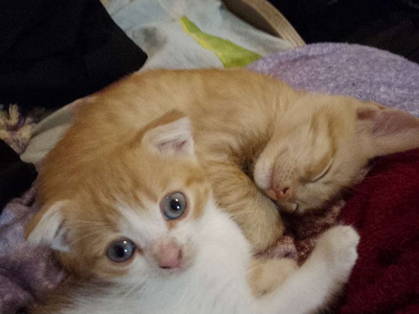 Котята в дар бесплатно