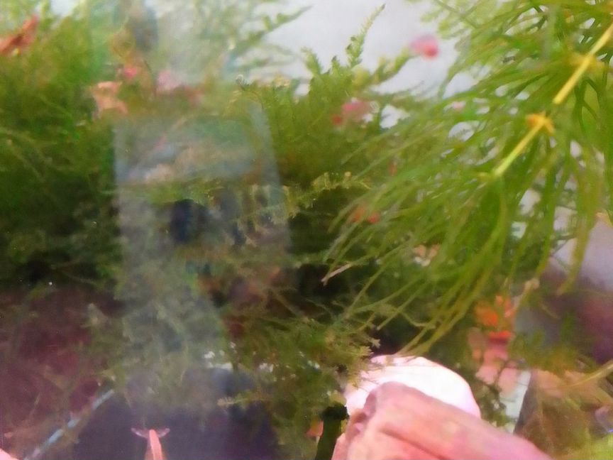 Аквариумные креветки