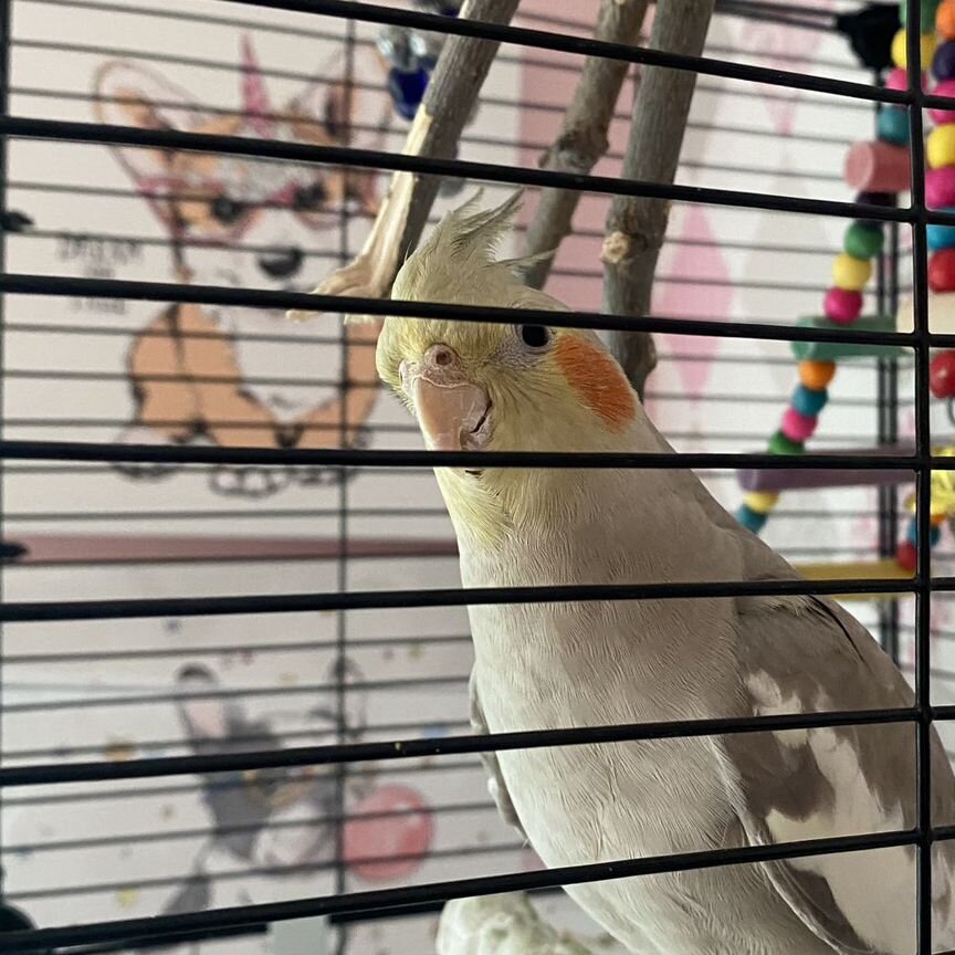 Попугай корелла