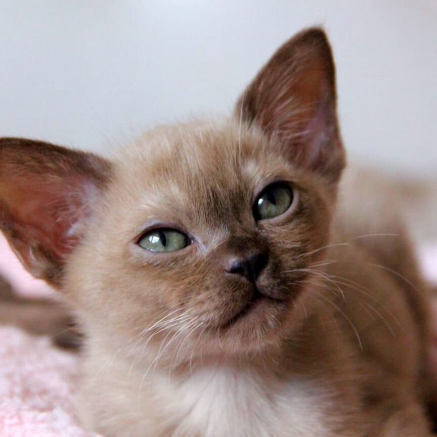 Котята европейской бурмы