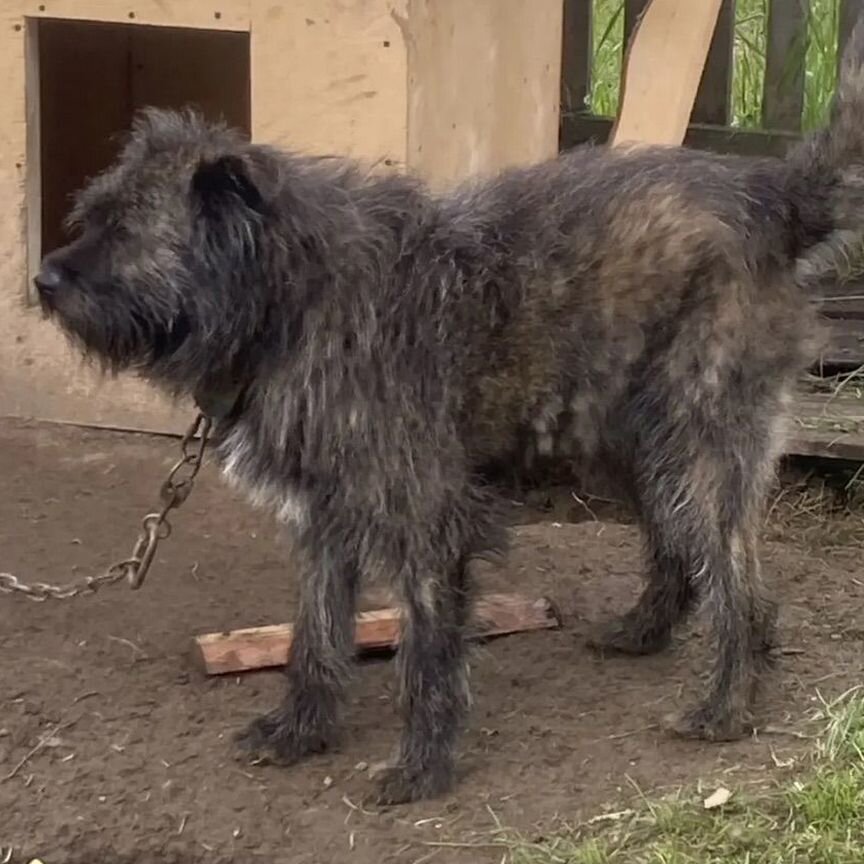 Русский черный терьер, взрослый пёс