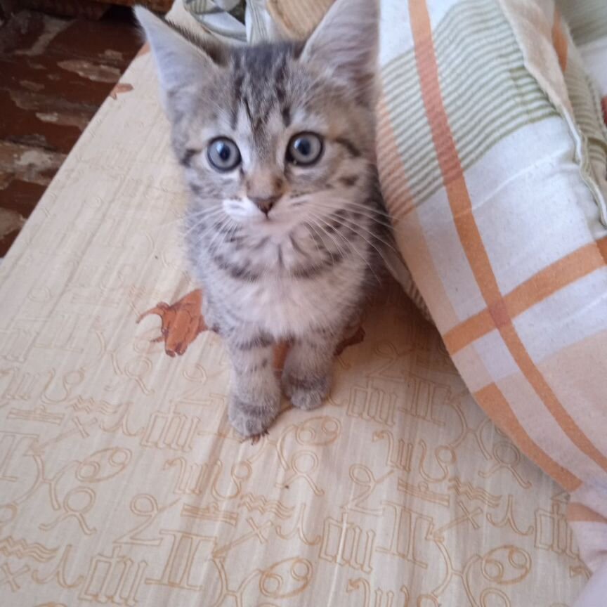 Отдам бесплатно породистый