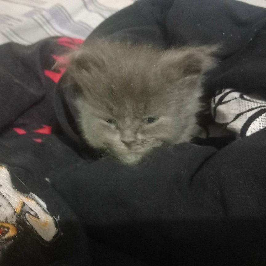 Котёнок в добрые руки