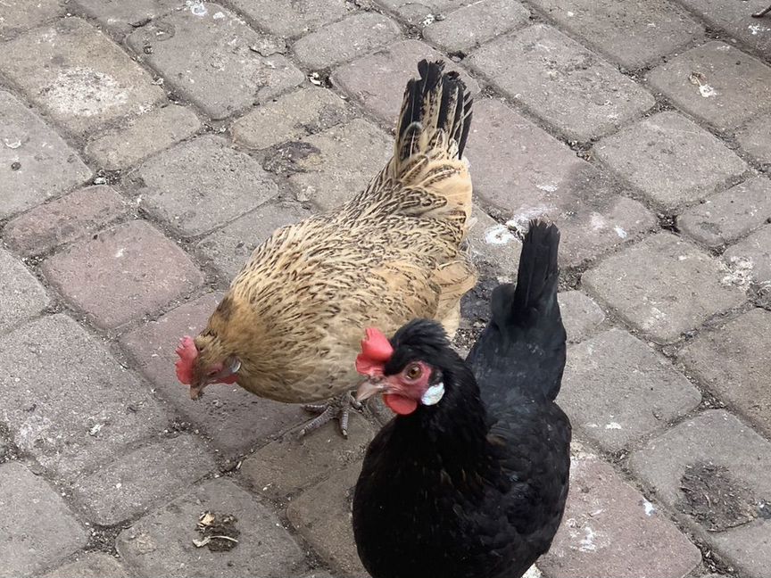 Яйца бентамки