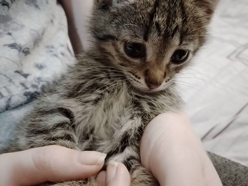 Котята в добрые руки даром