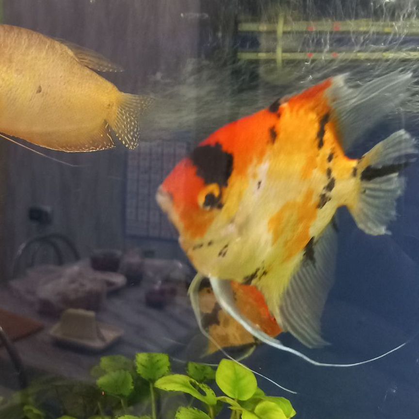 Скалярии,гурами,ампулярии