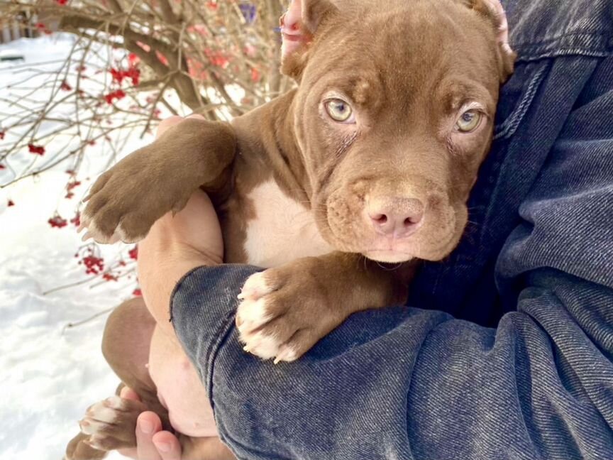 Американский булли classic