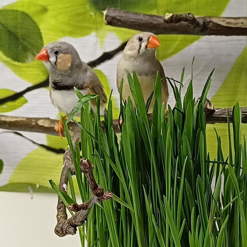 Амадина самец