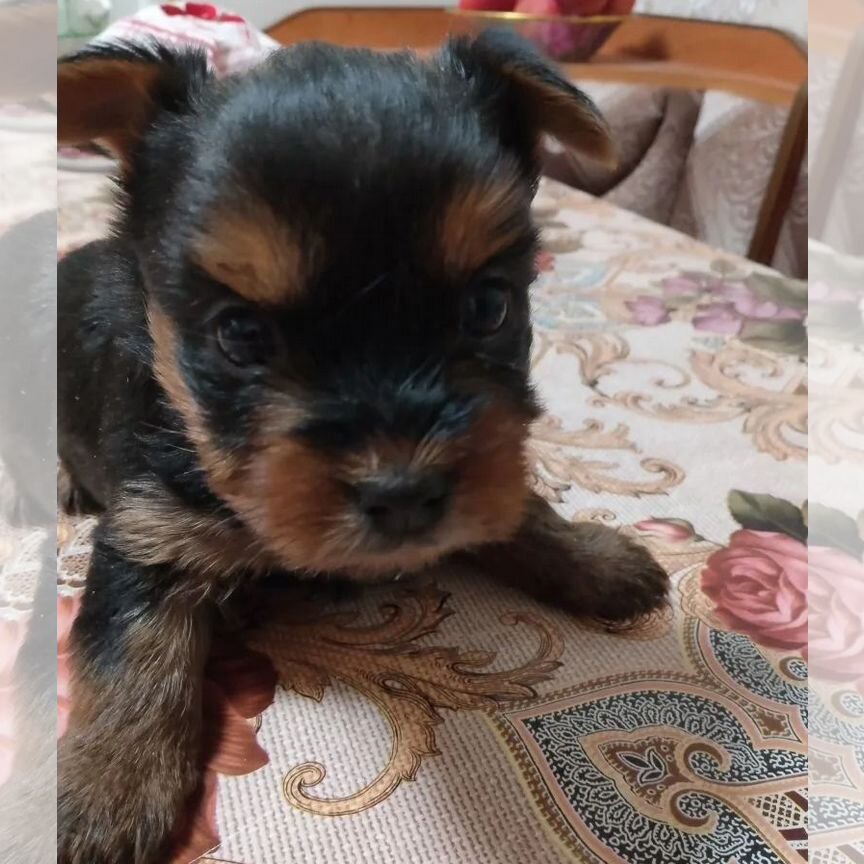 Йоркширский терьер, щенок