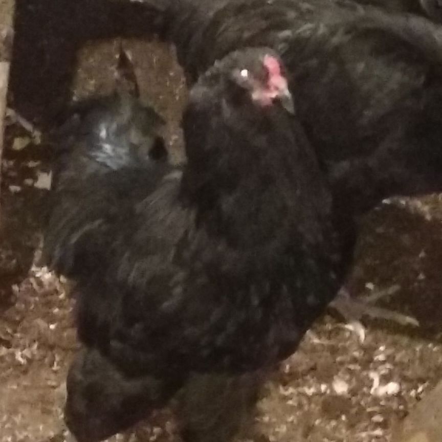 Петушки амерауканы