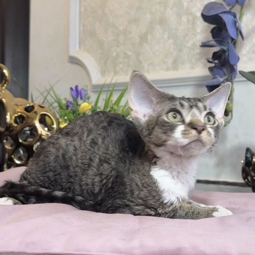 Девон-рекс котёнок