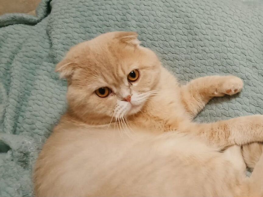 Шотландский кот вязка