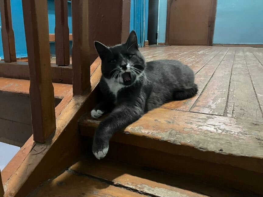 Котик с чудесной мордахой ищет Дом