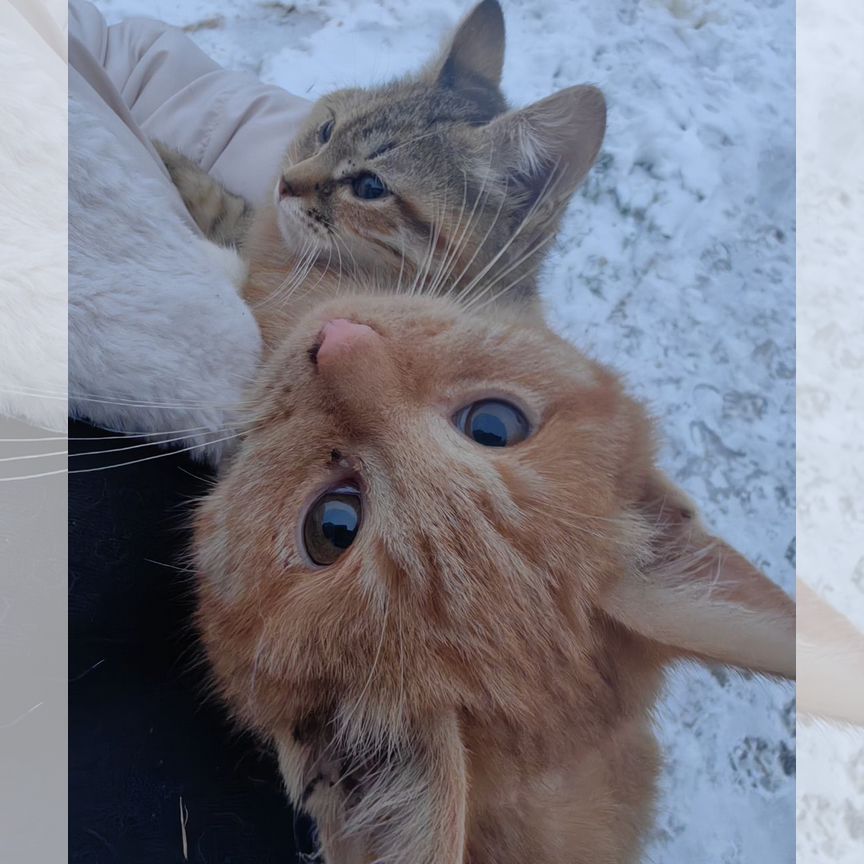 Котята в добрые руки приучены к лотку