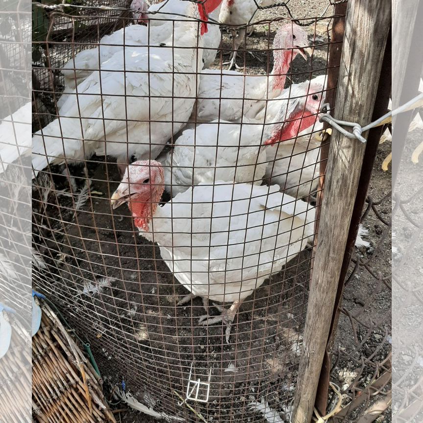 Мясо индюшки