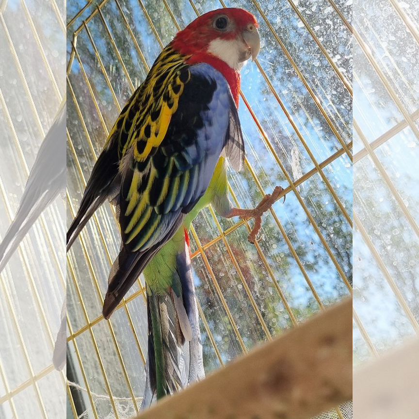 Попугай розелла