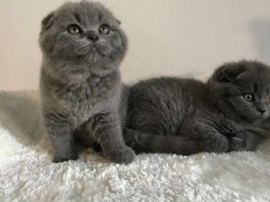 Голубые вислоухие котята