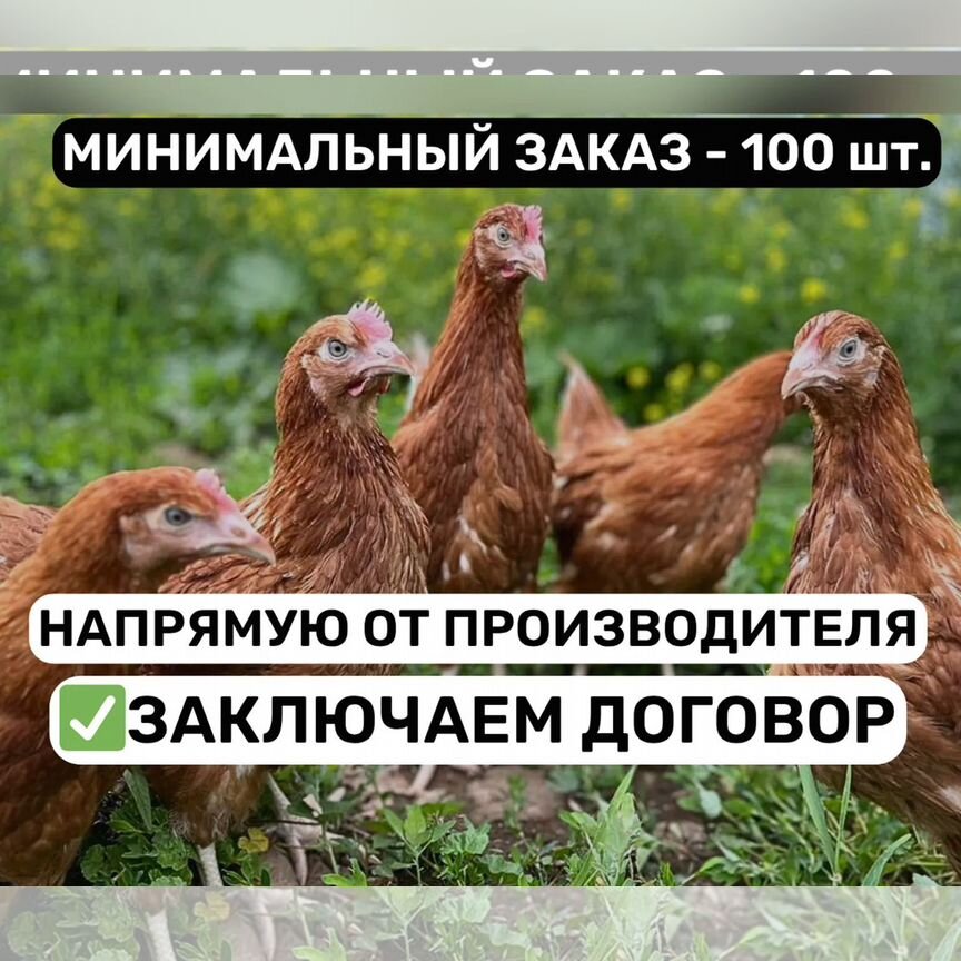 Куры несушки оптом в рассрочку