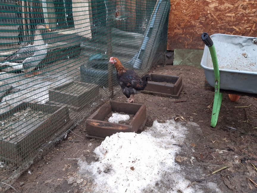 Продам молодых петушков