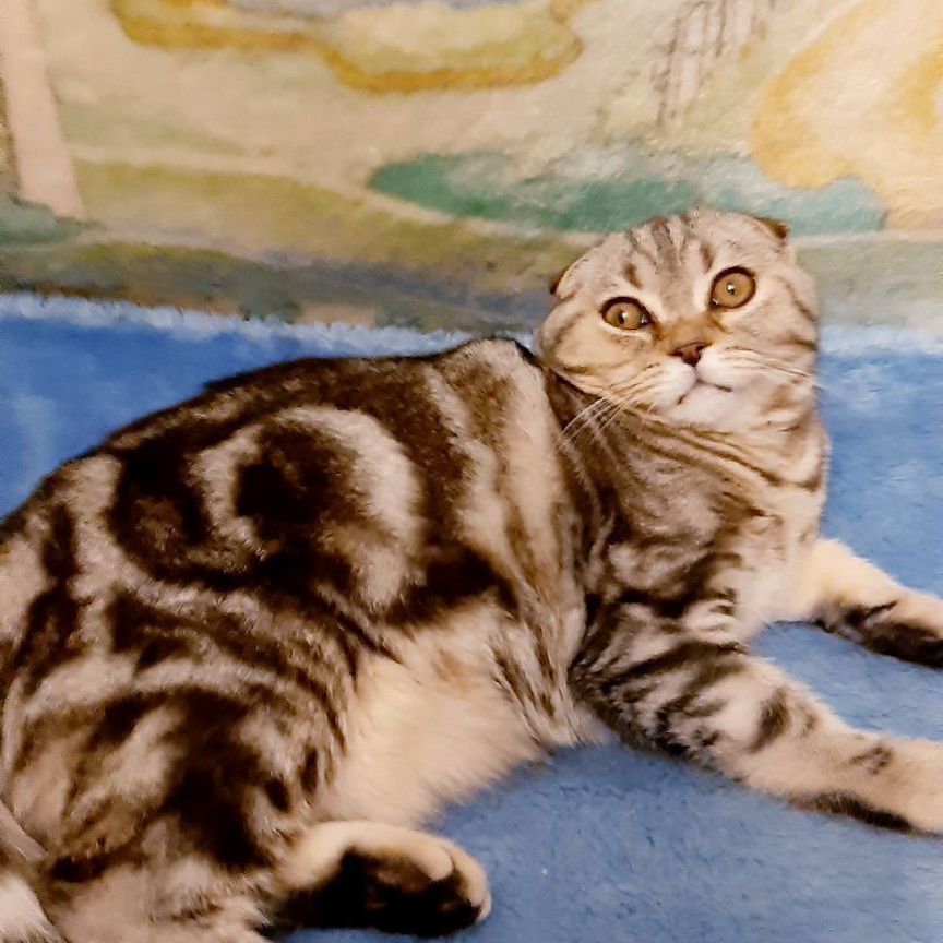 Шотландские котики