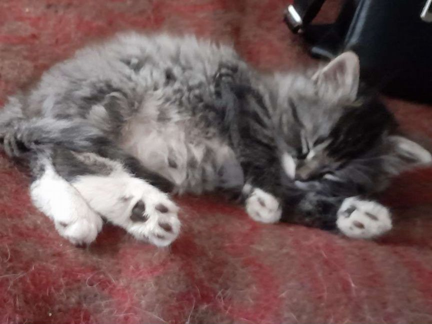 Кошка в дар