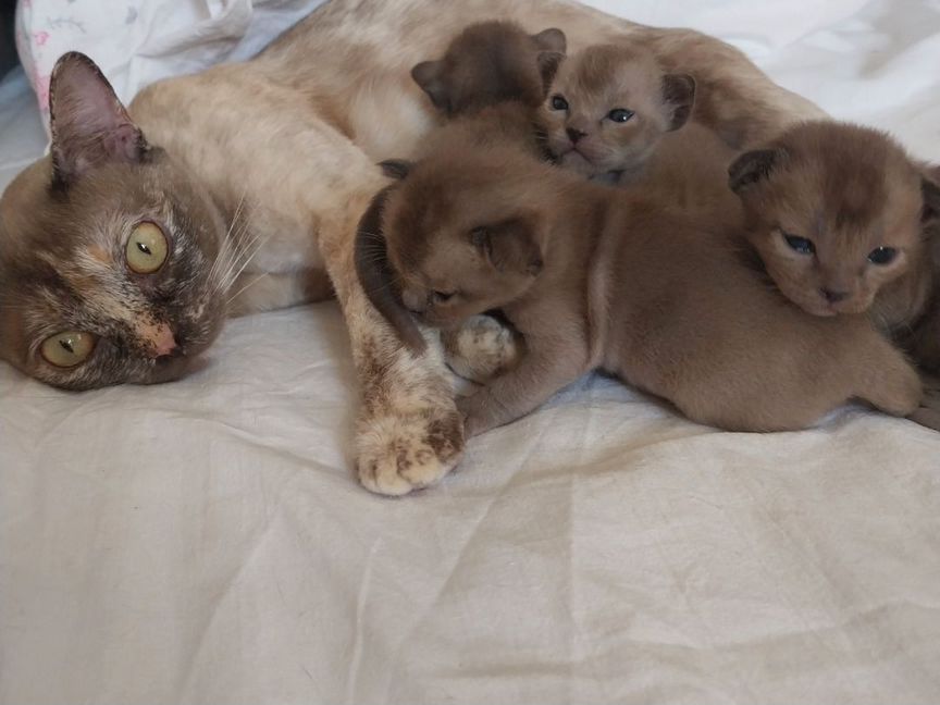 Бурмские котята