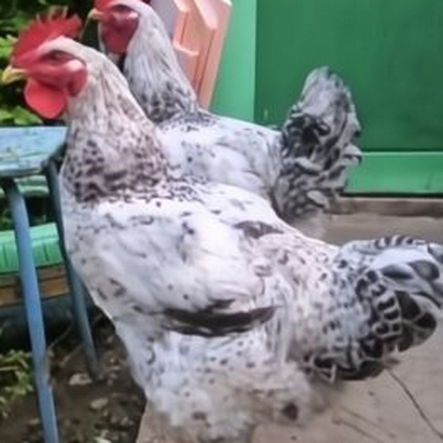 Цыплята Мастер Грей, Гриз Бар, Ред бро