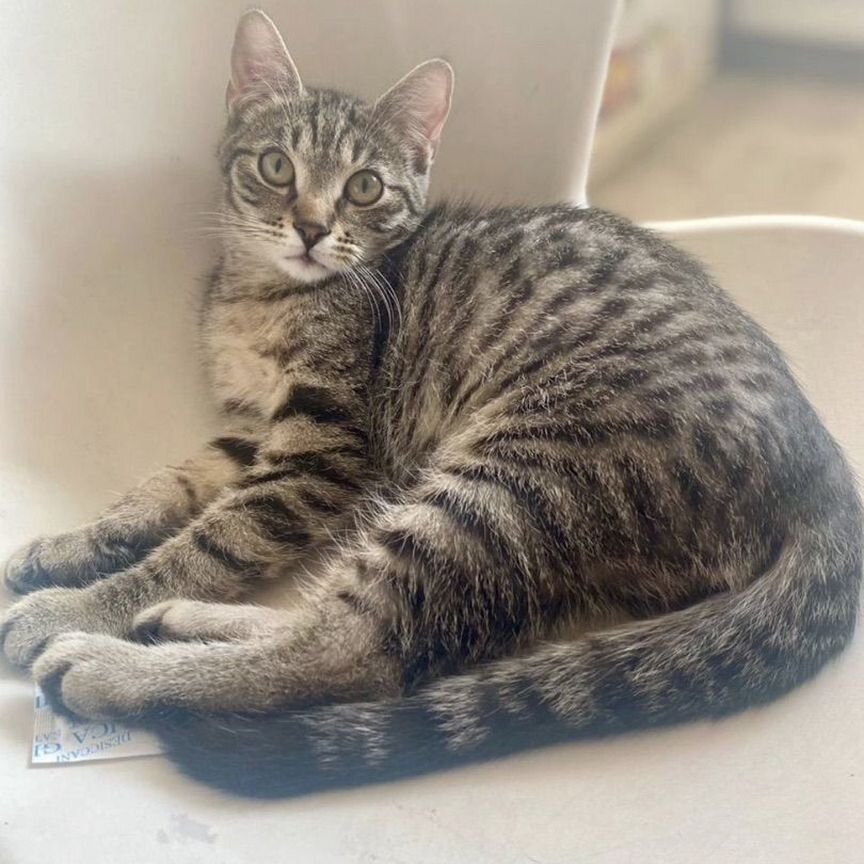 Котик