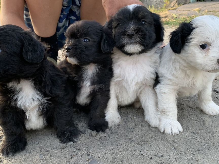 Щенки помесь