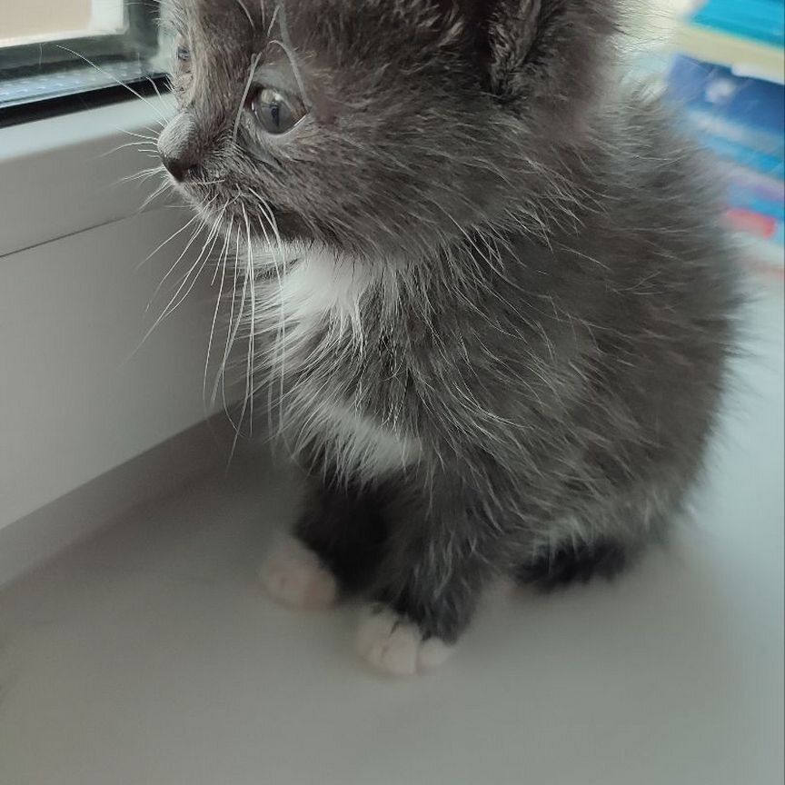 Котята в добрые руки бесплатно