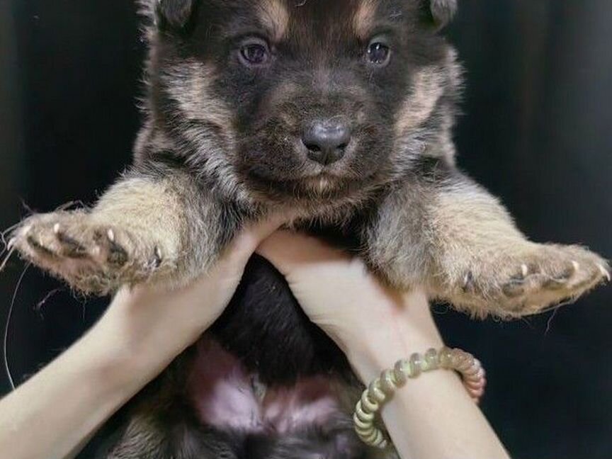 Медвежонок (сын собаки)