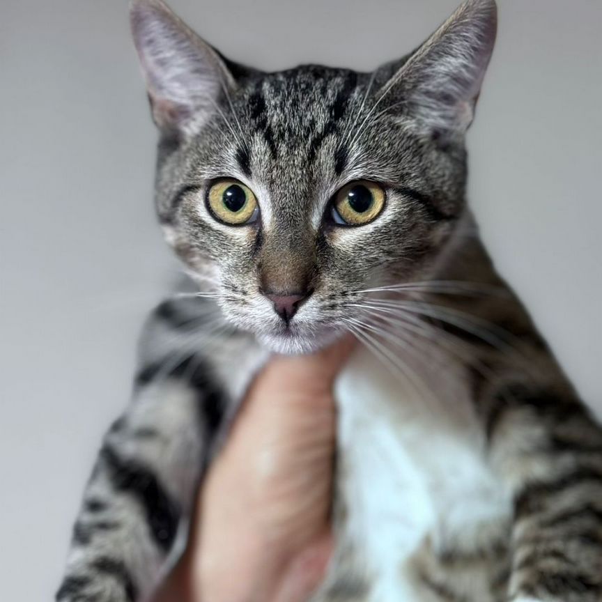 Кот Симпатяга Анис