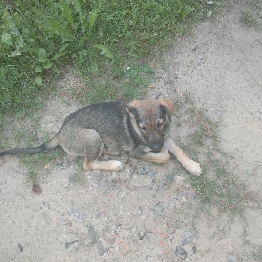 Щенок девочка в добрые руки бесплатно