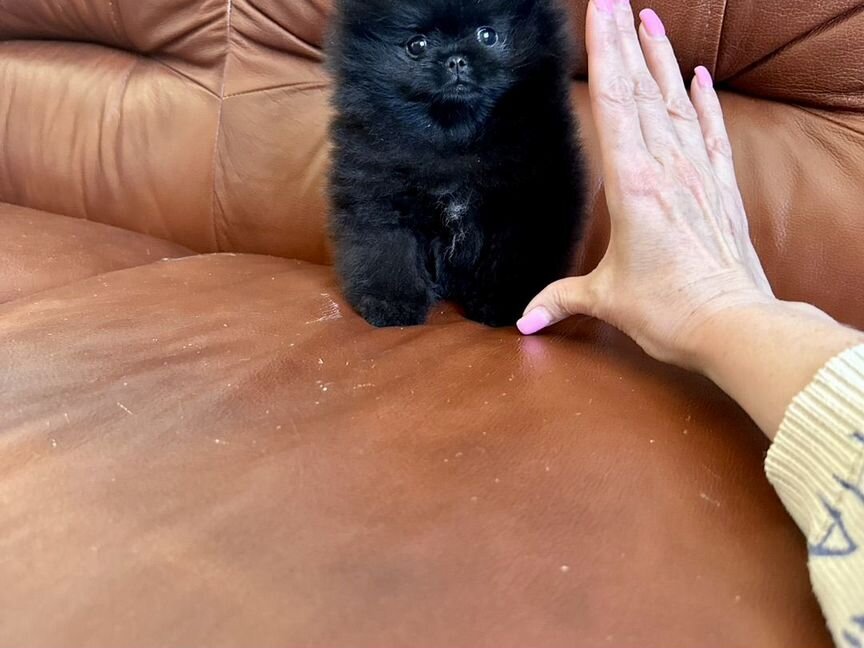 Померанский шпиц мини мишка