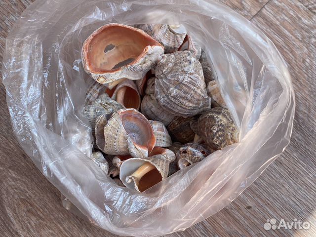 Ракушка бесплатно