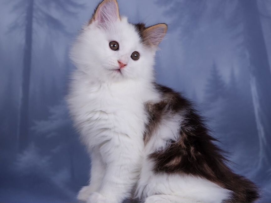 Котик курильский бобтейл