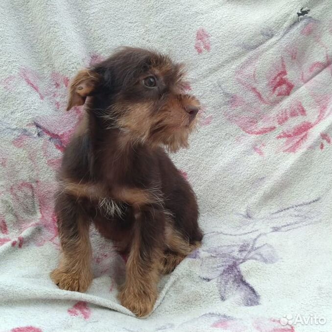 Мальчишка цветной йорк