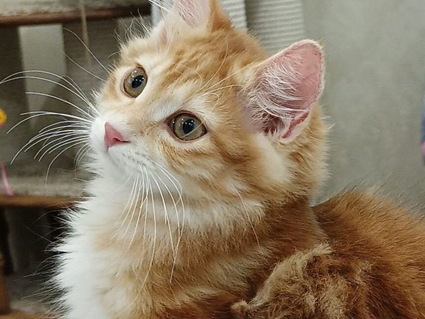 Кот курильский бобтейл