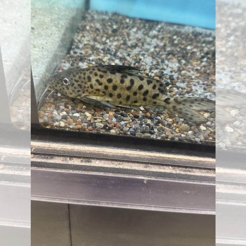 Сом синодонтис (кукушка)