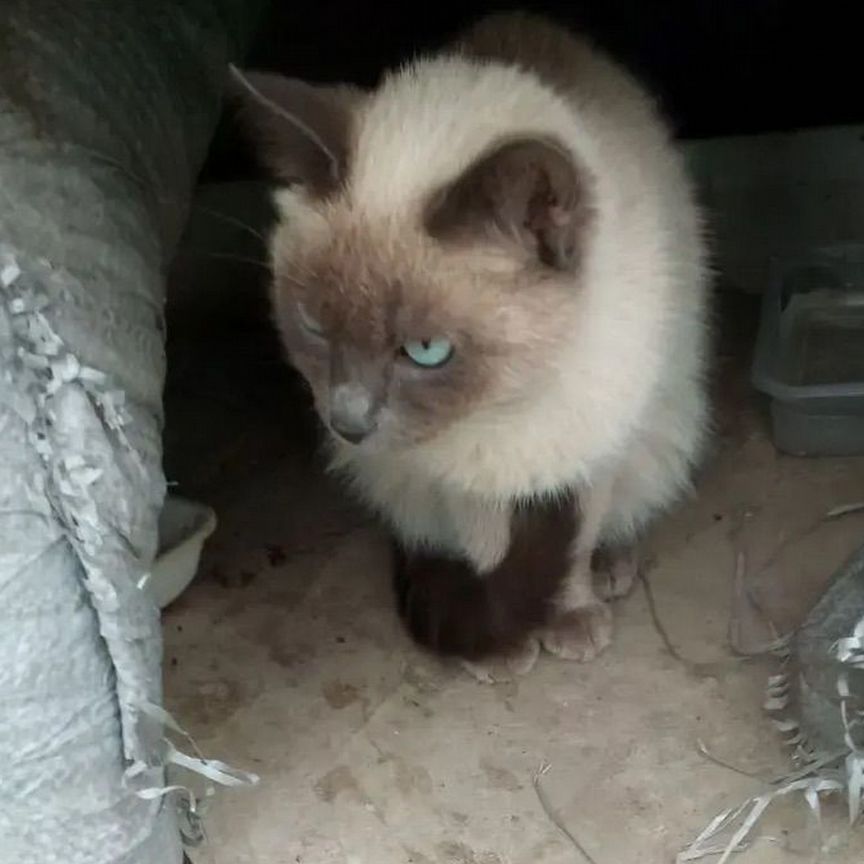 Сиамская, взрослая кошка