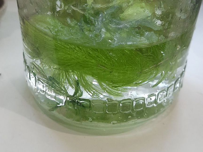 Отдам траву для аквариума бесплатно